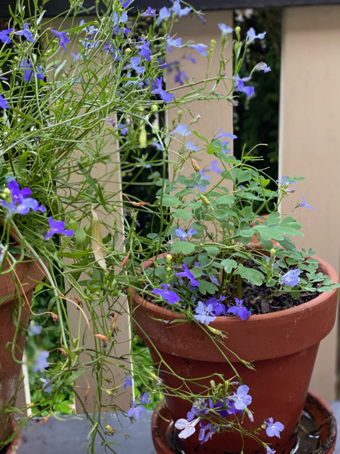 Rick Rutherford’s Country